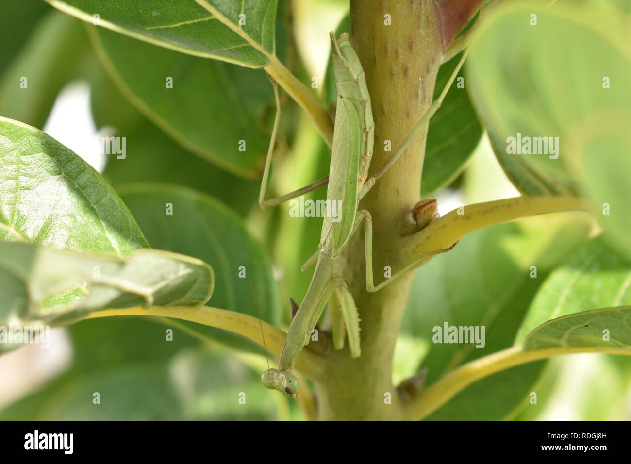 Praying mantis with black eye climbing tree Stock Photo - Alamy