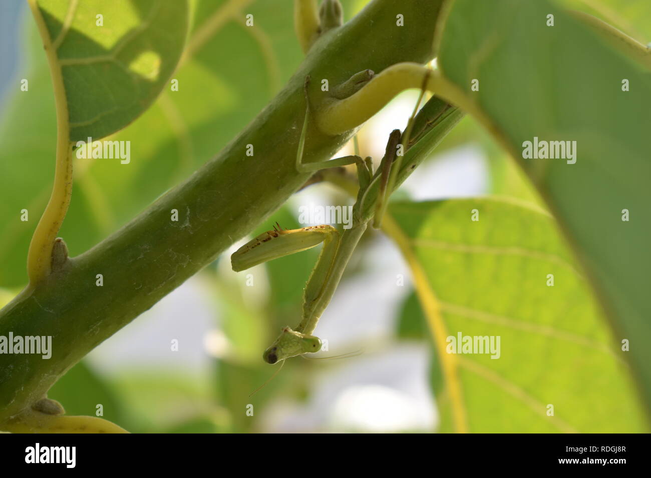 Praying mantis with black eye staring at camera Stock Photo - Alamy