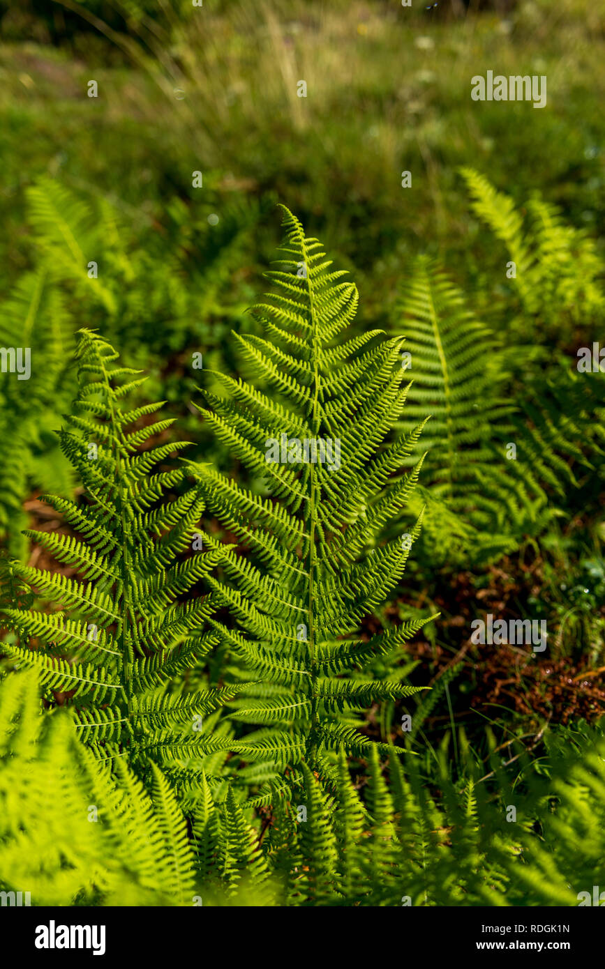 Plants farn hi-res stock photography and images - Alamy