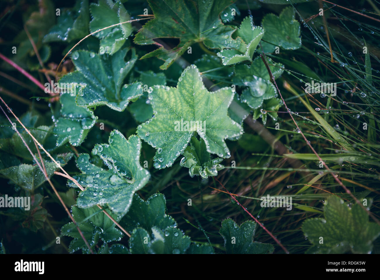 Tau gras hi-res stock photography and images - Alamy