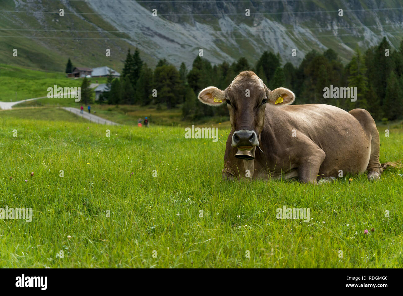 Kuh Berge Schweiz Stock Photos & Kuh Berge Schweiz Stock Images - Alamy