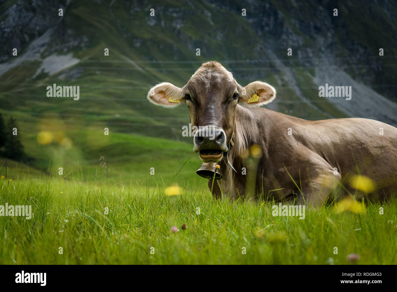 Braunvieh auf Schweizer Alp Stock Photo - Alamy