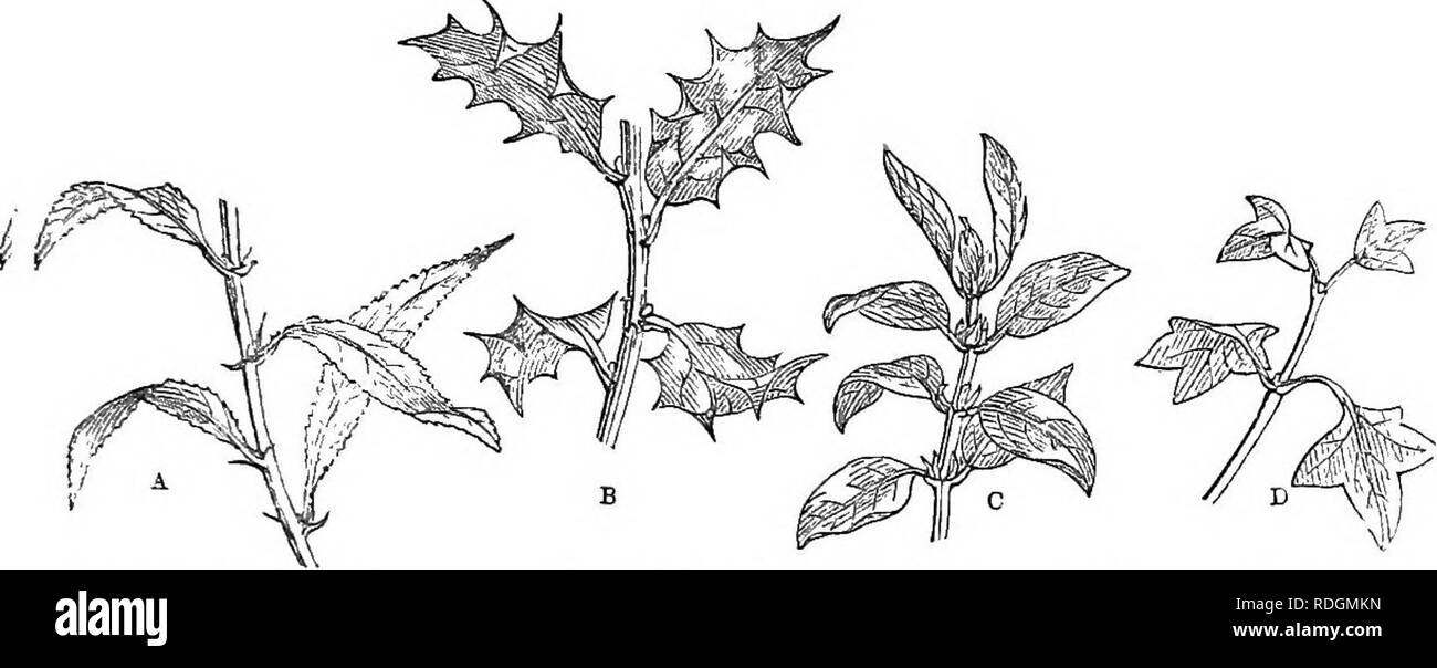 Exstipulate hi-res stock photography and images - Alamy