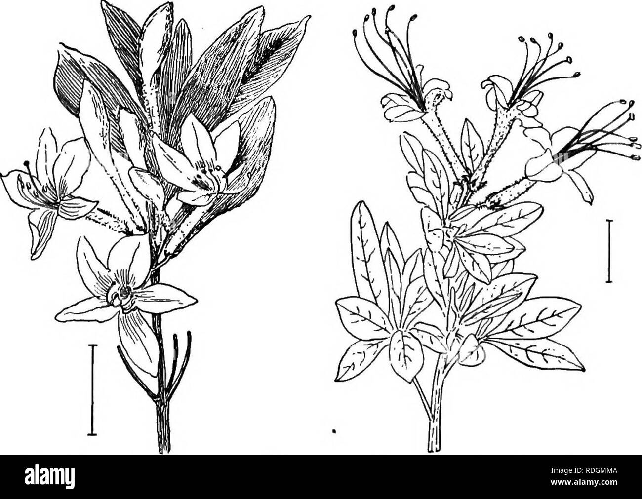 Hirstita hi-res stock photography and images - Alamy