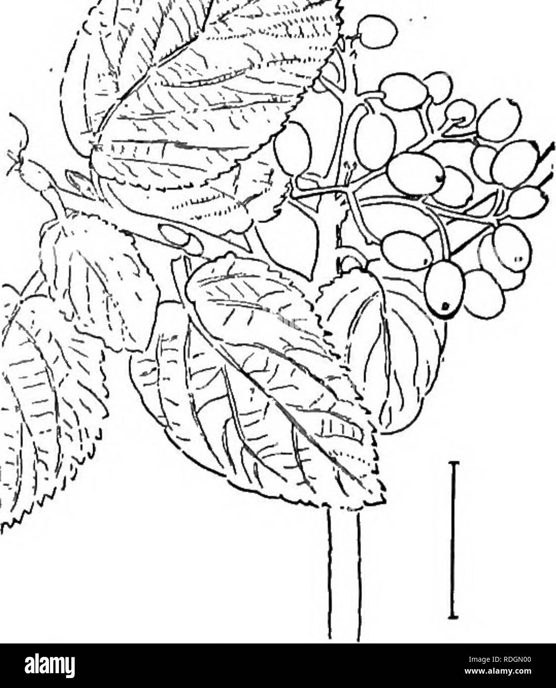 Viburnum Bush Photograph By Ms Judi