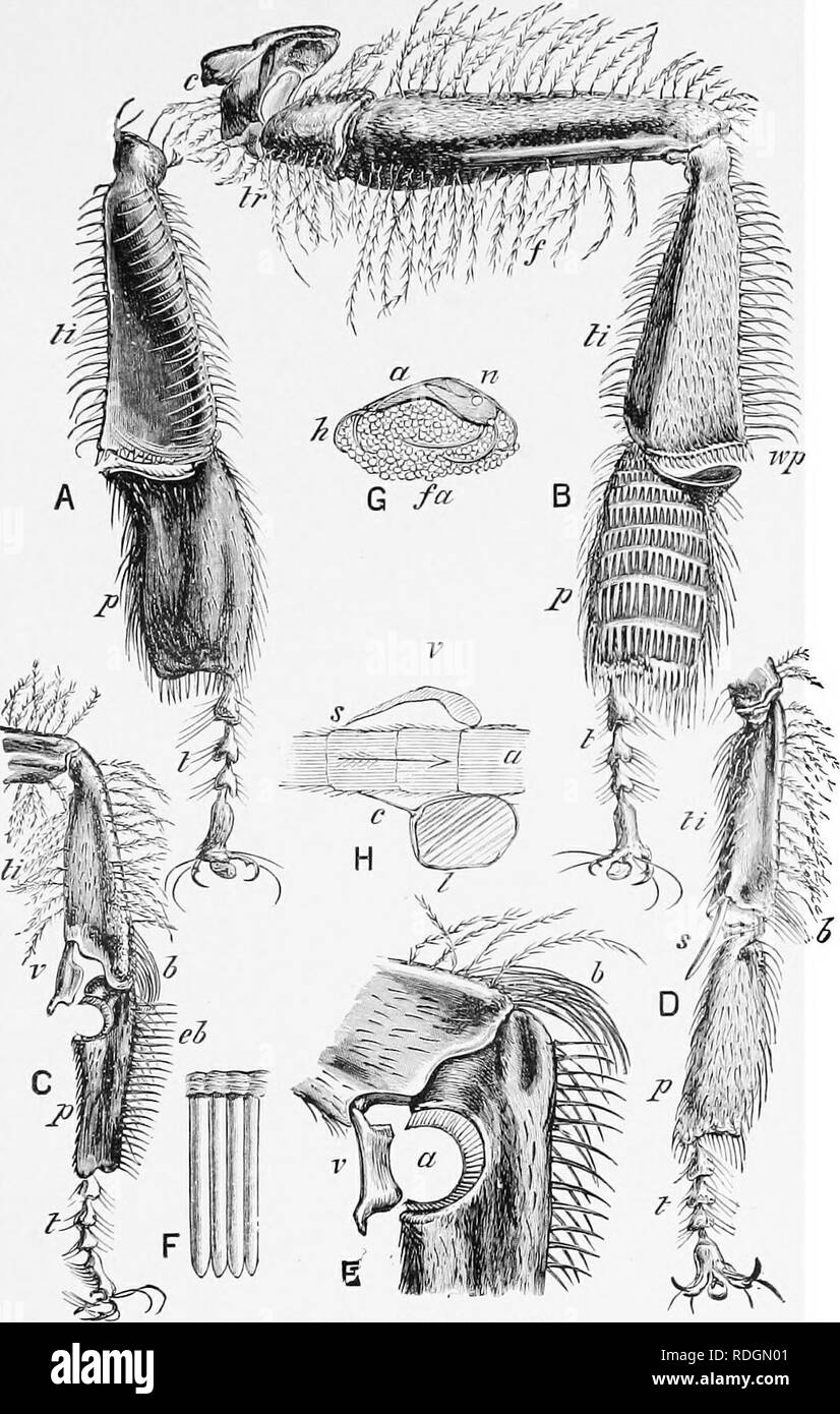 Honey bee first leg hi-res stock photography and images - Alamy