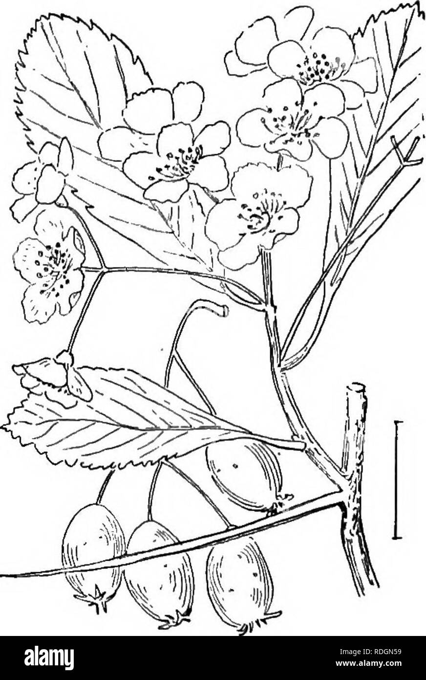 Thorny Bushes Drawing