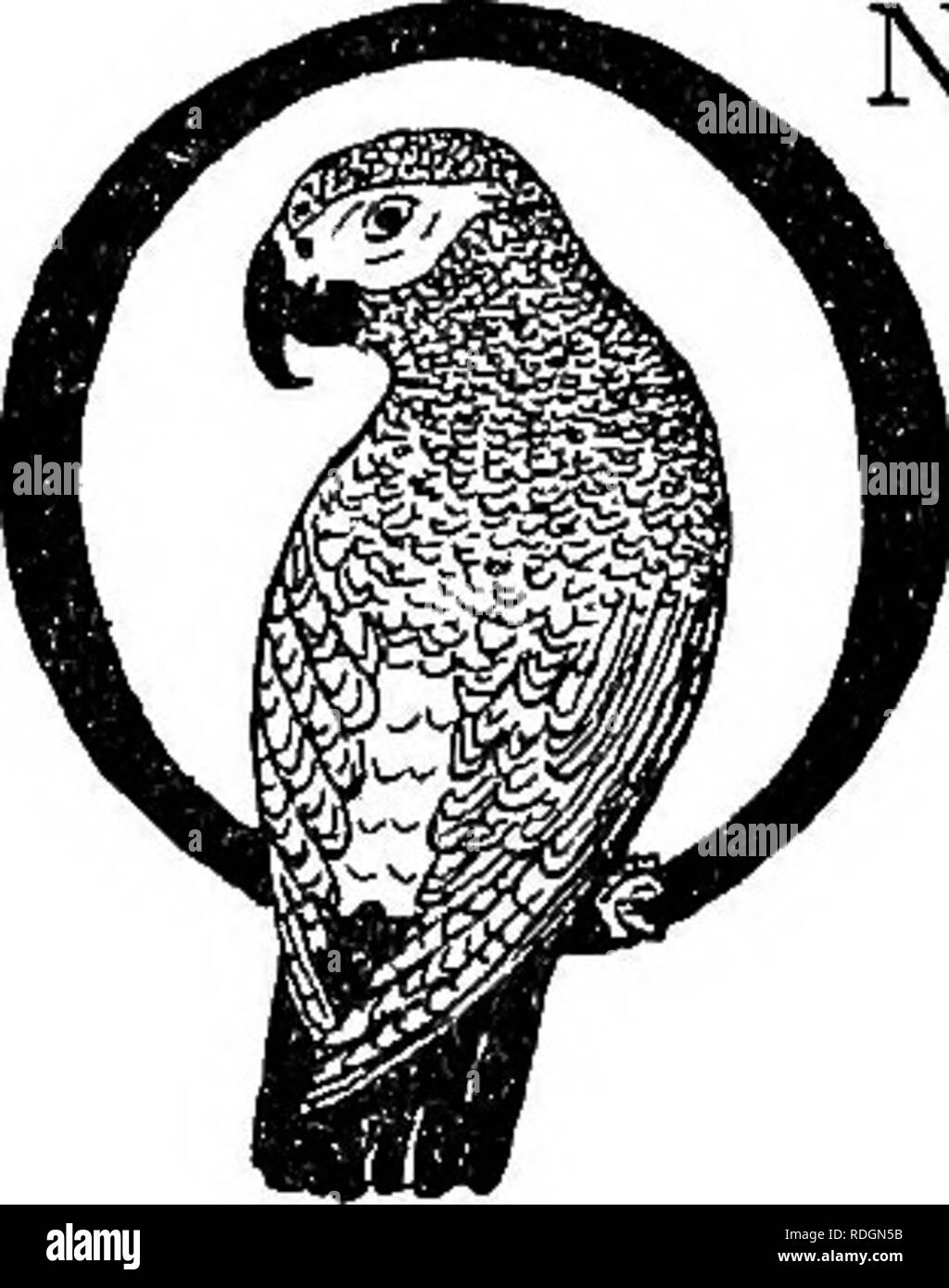 . The pet book. Pets. PARROTS NE of the most ancient of birds is the ...