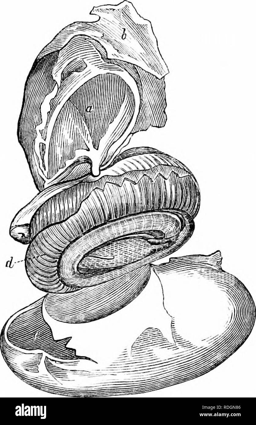 . On the anatomy of vertebrates. Vertebrates; Anatomy, Comparative ...