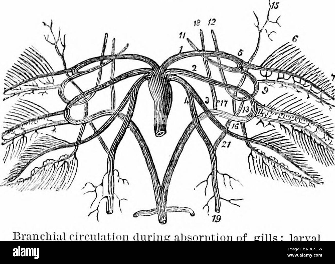 . On the anatomy of vertebrates. Vertebrates; Anatomy, Comparative ...