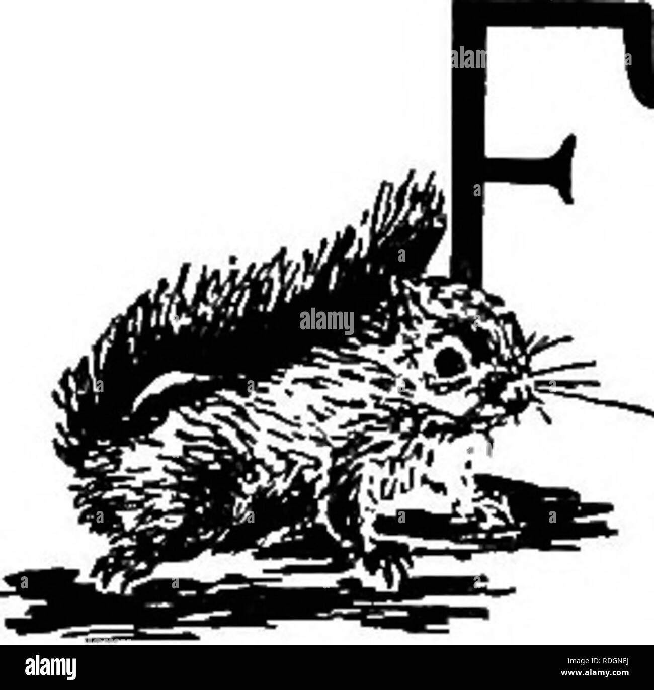 Sad squirrel Black and White Stock Photos & Images - Alamy