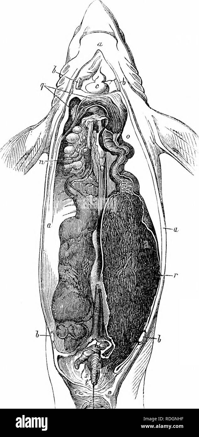 Exposed internal organs Black and White Stock Photos & Images - Alamy