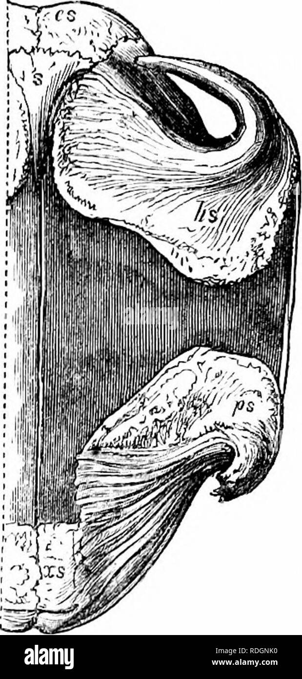 . On the anatomy of vertebrates. Vertebrates; Anatomy, Comparative ...