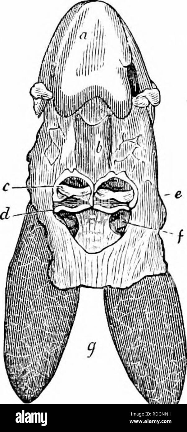 . On the anatomy of vertebrates. Vertebrates; Anatomy, Comparative ...