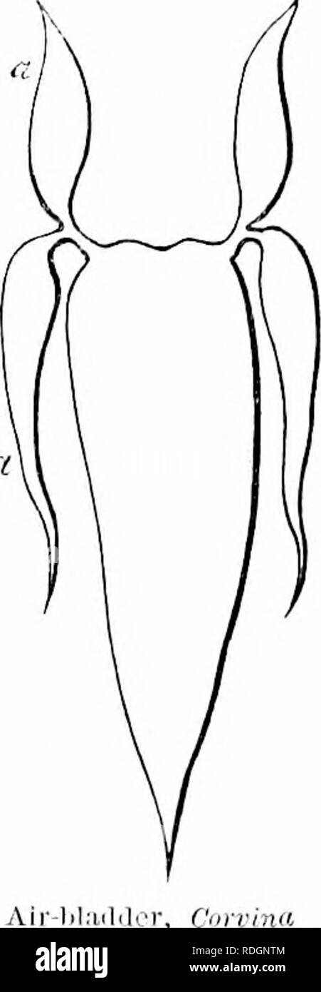 . On the anatomy of vertebrates. Vertebrates; Anatomy, Comparative ...