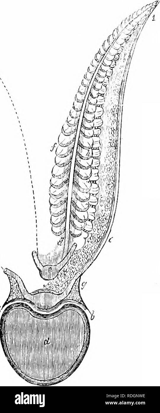 Branchial plates hi-res stock photography and images - Alamy