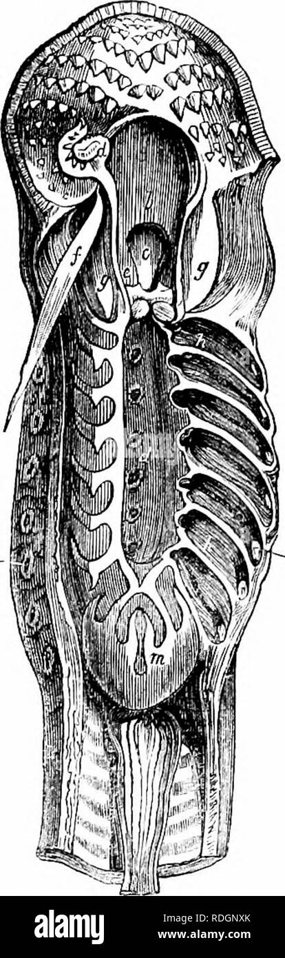 . On the anatomy of vertebrates. Vertebrates; Anatomy, Comparative ...