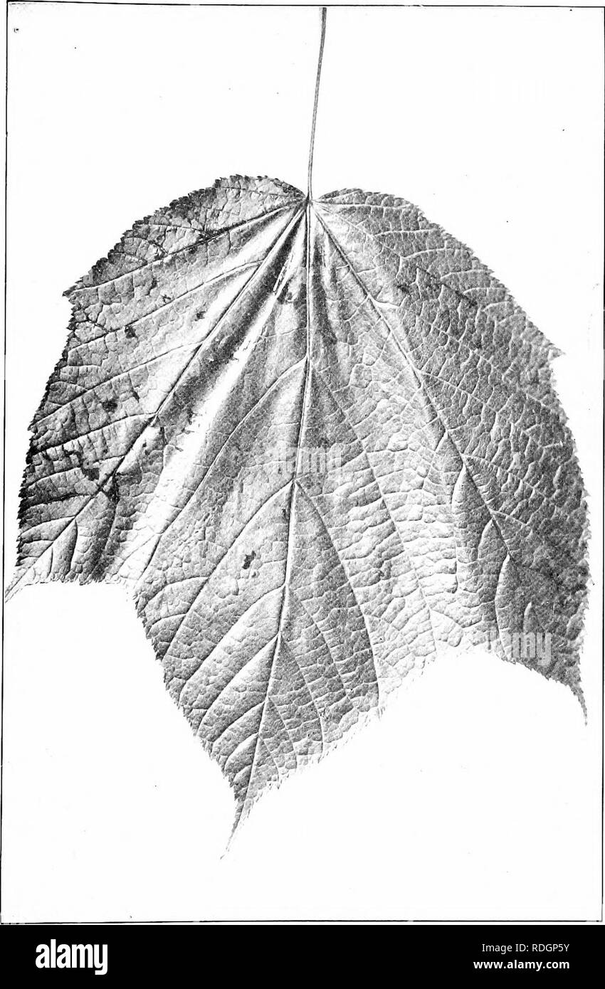 . Our native trees and how to identify them; a popular study of their ...