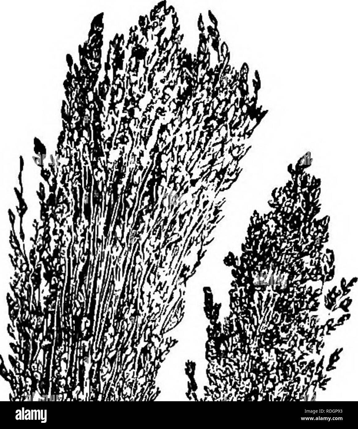Broom Corn Images Clipart