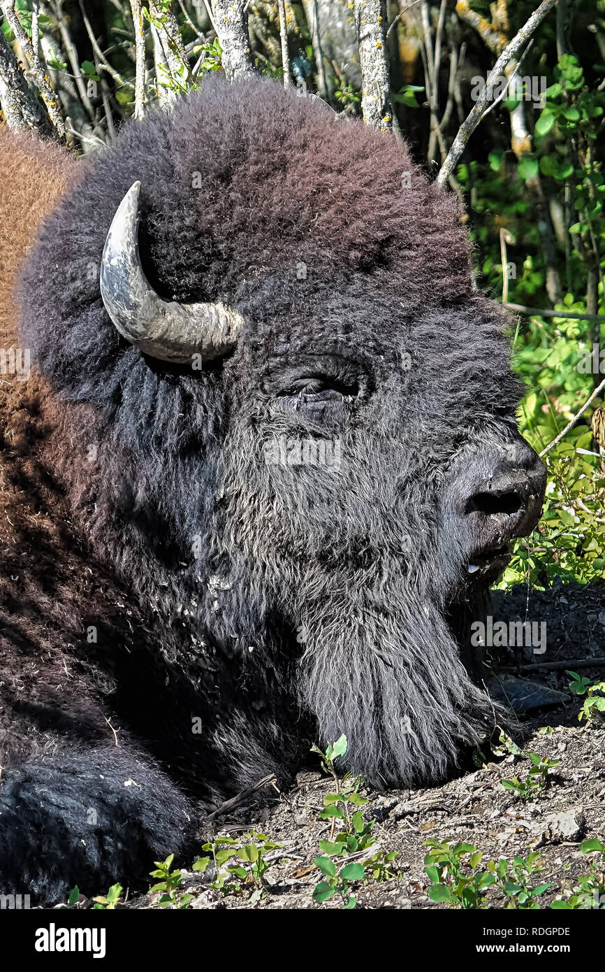 Closeup of a bison head sleeping in the summer Stock Photo - Alamy