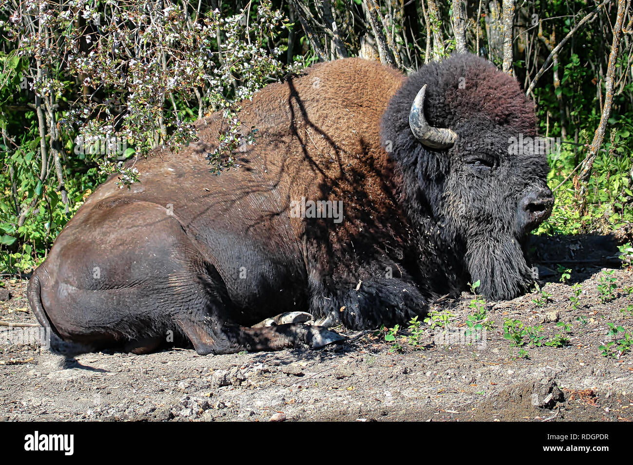 A plains bison sleeping on the ground in the summer Stock Photo - Alamy
