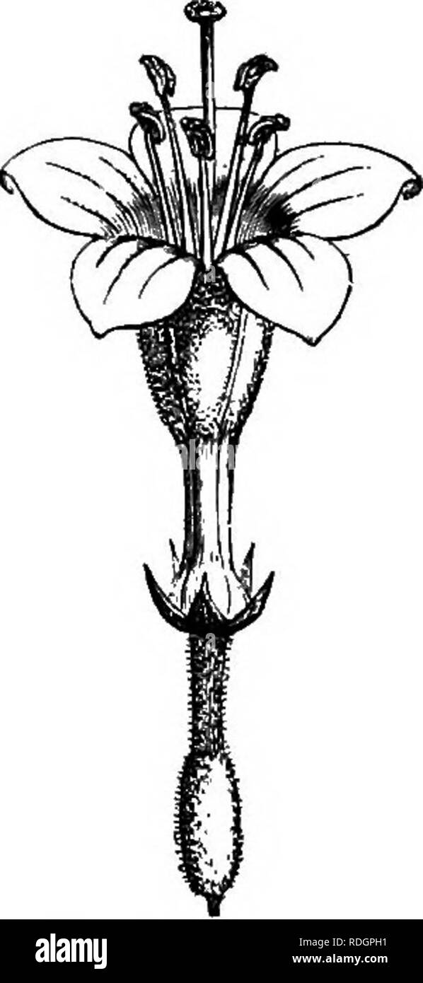 Eight bracts hi-res stock photography and images - Alamy