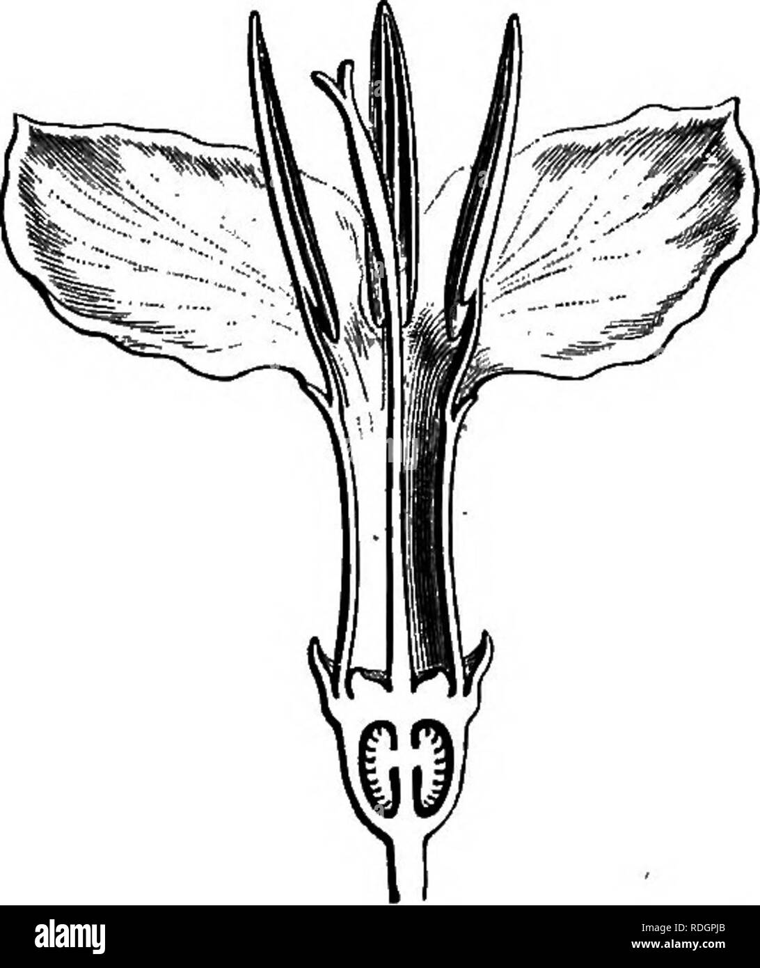 Axillary inflorescences hi-res stock photography and images - Alamy