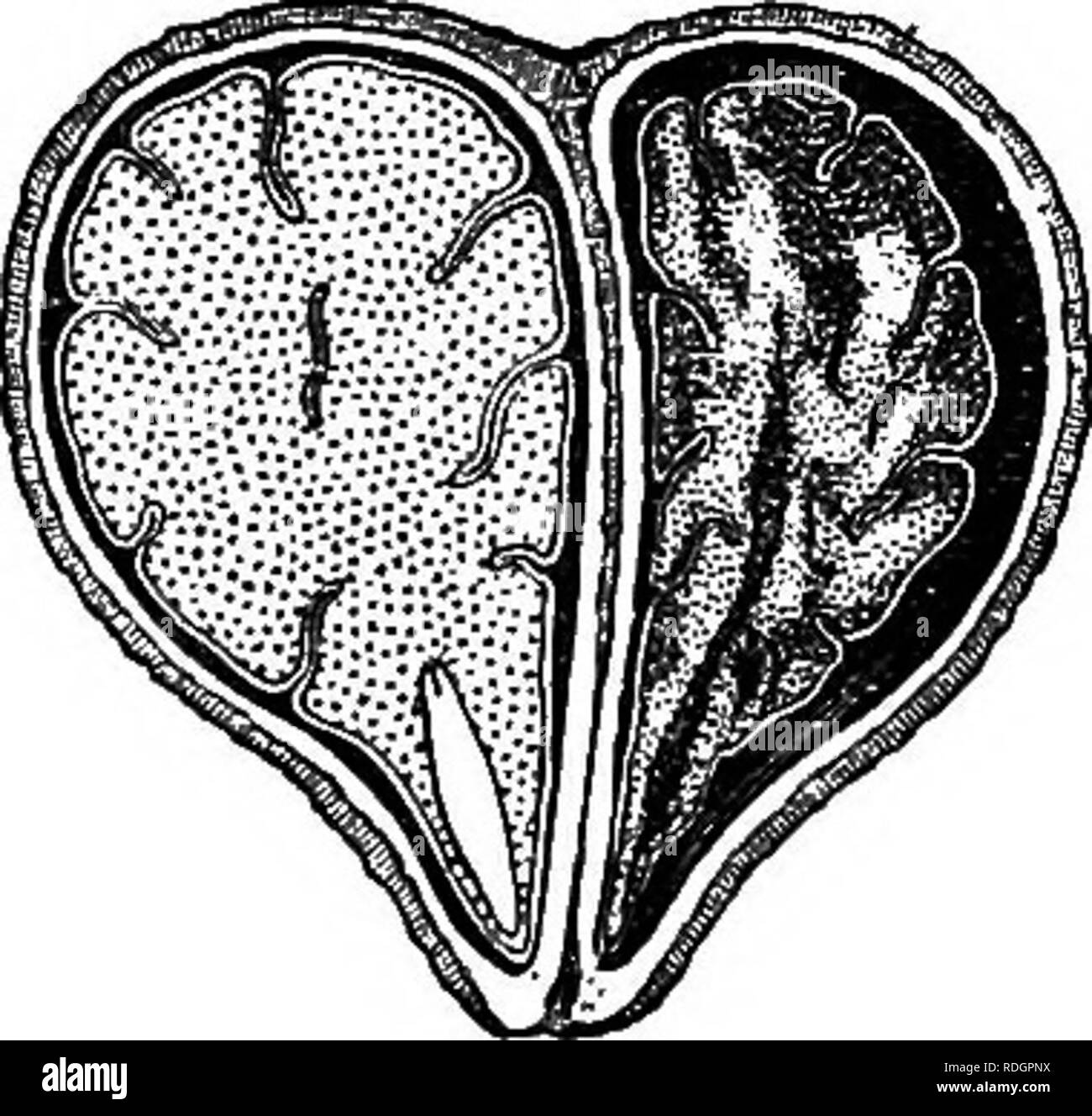 . The natural history of plants. Botany. Fig. 274. Seed.. Fig. 273 ...