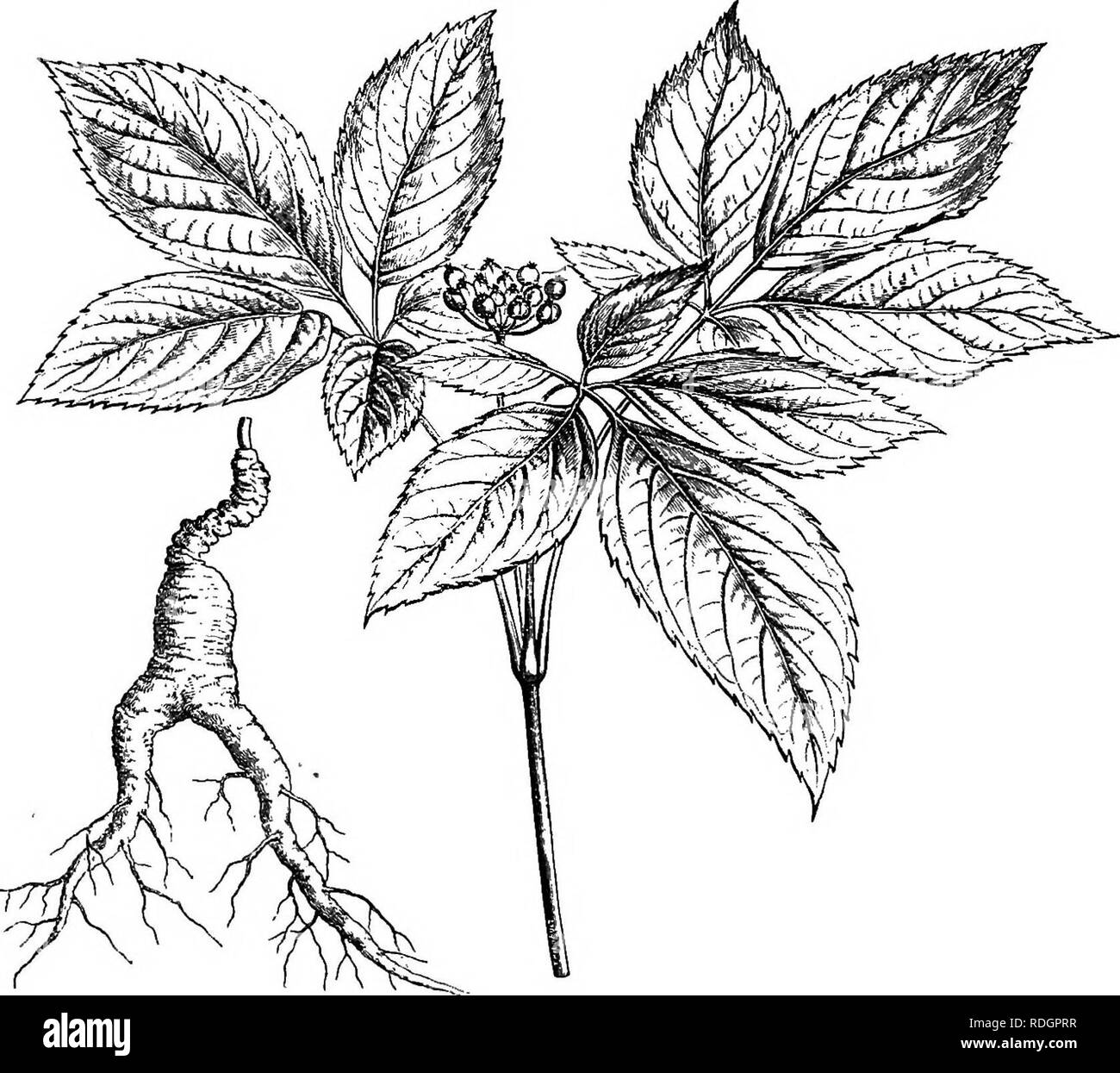 Pendant disk Black and White Stock Photos & Images - Alamy