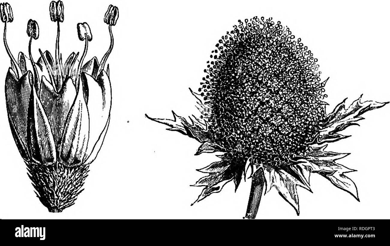 Dissected leaves Black and White Stock Photos & Images - Alamy