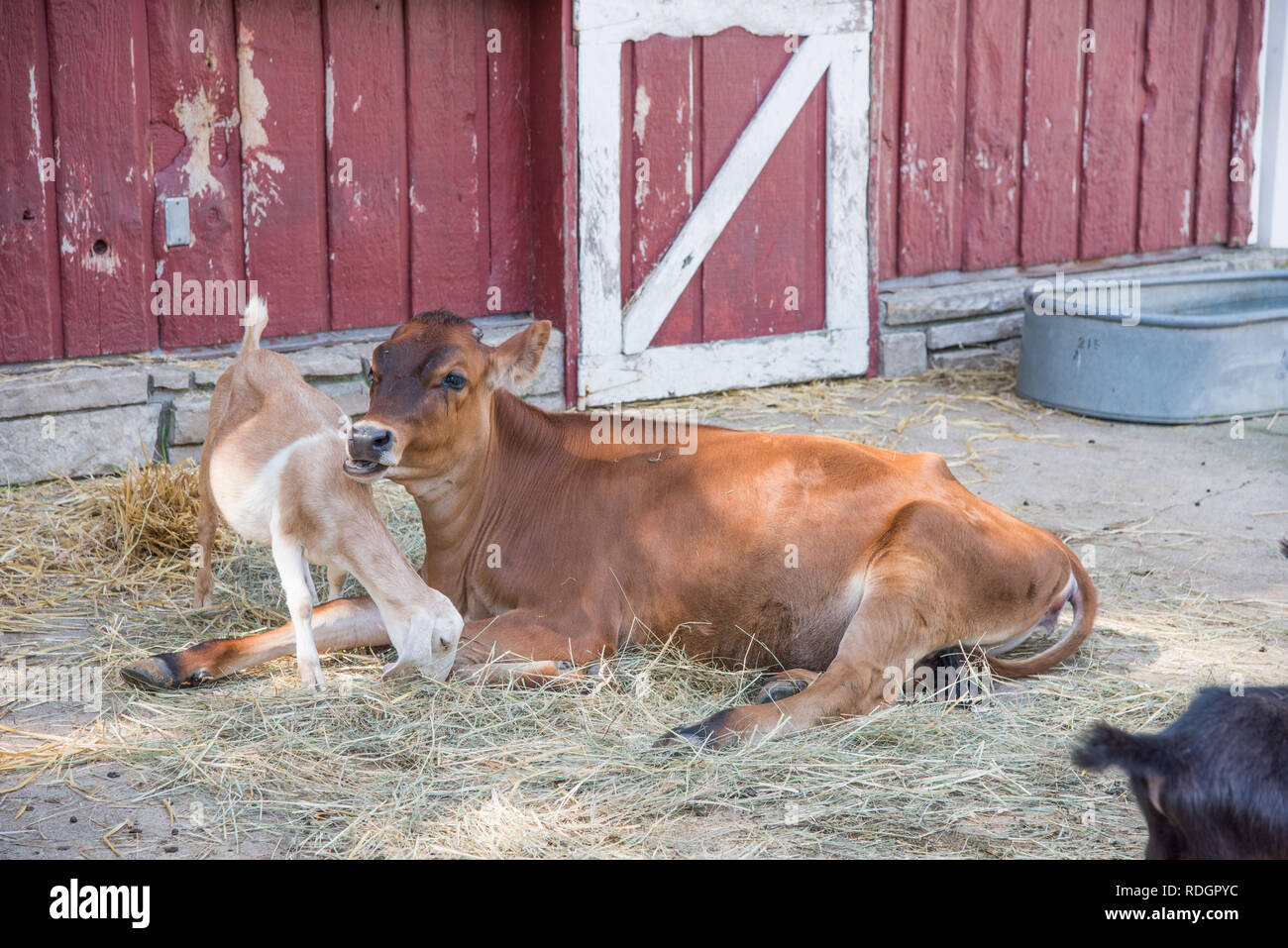 Red Barn Cow High Resolution Stock Photography and Images - Alamy