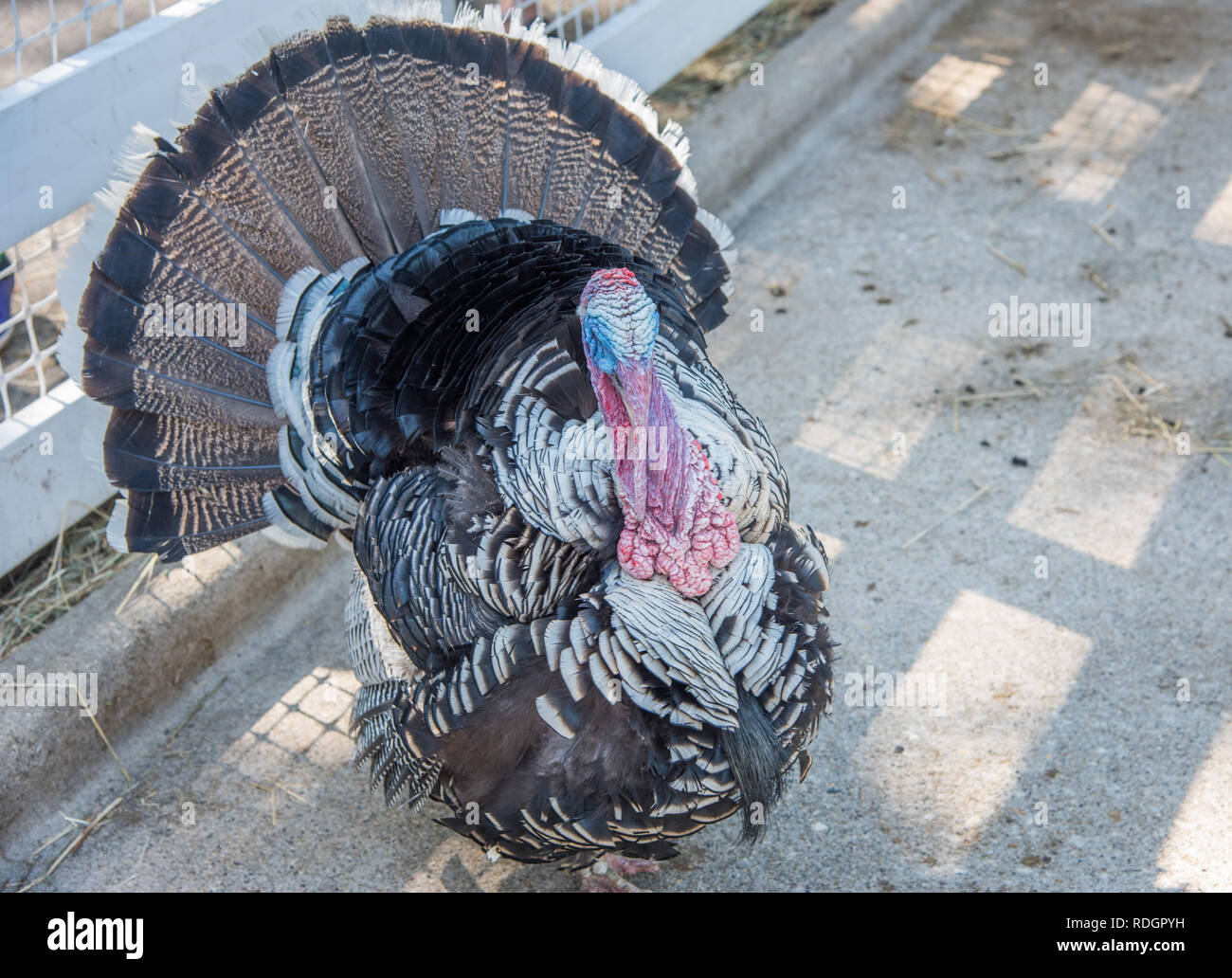 Narragansett Turkey High Resolution Stock Photography and Images - Alamy
