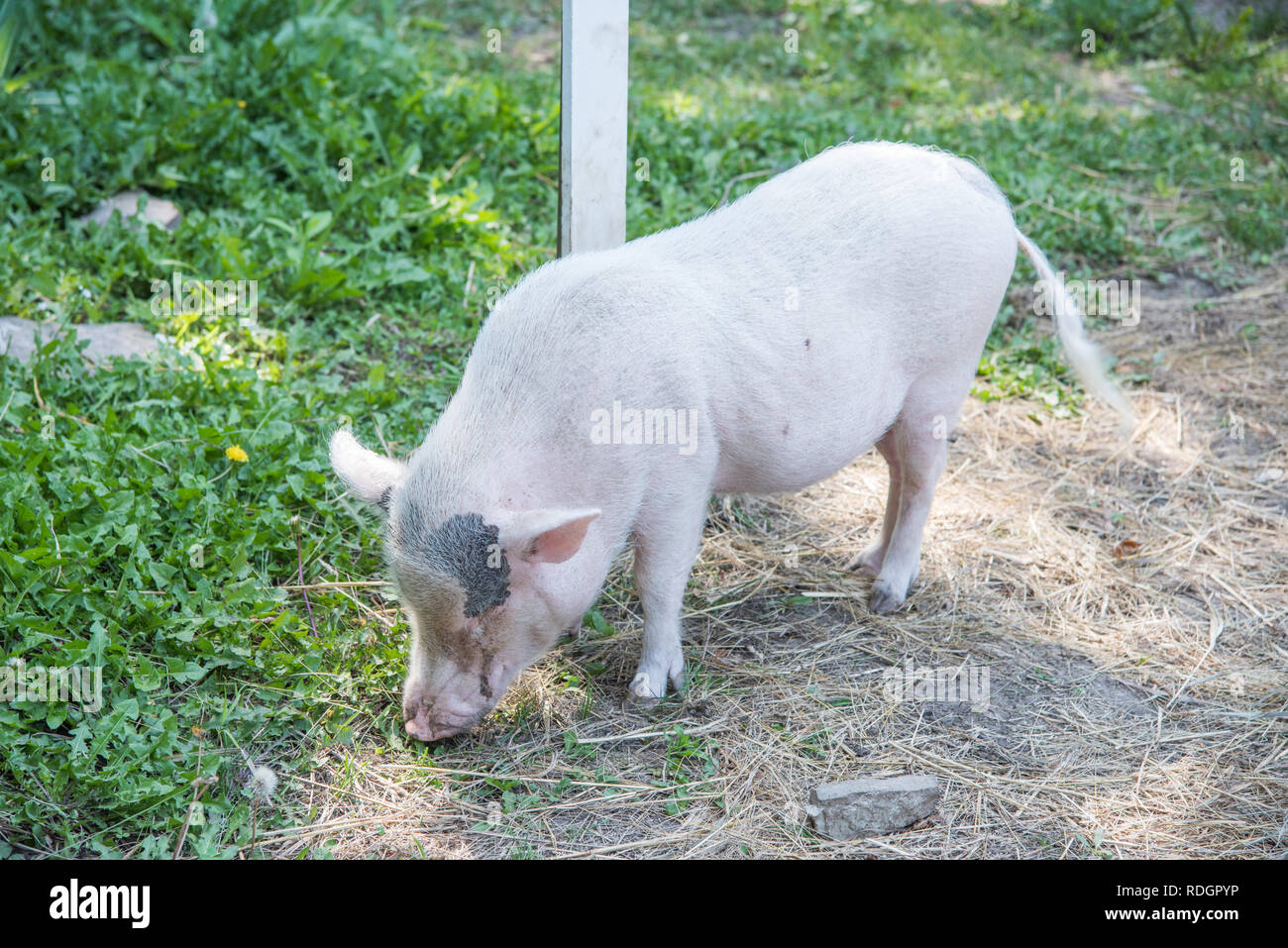 Pig in shade hi-res stock photography and images - Alamy