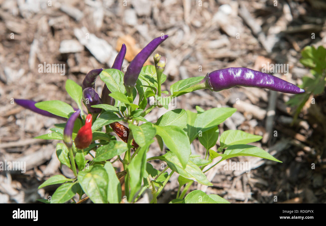 Hot purple and red pepper plant in outdoor garden during a sunny day in ...