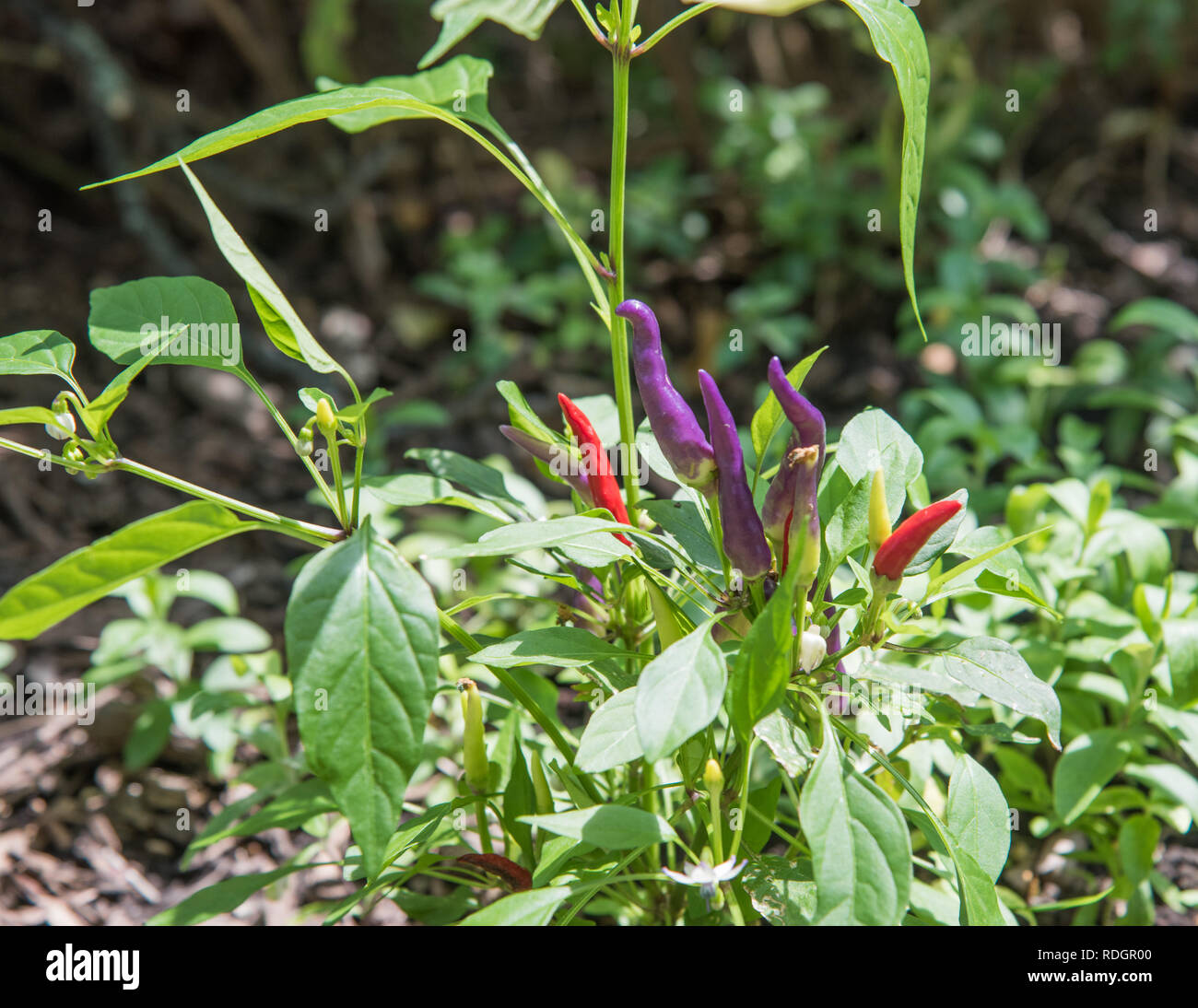 Hot pepper plant in outdoor garden during a sunny day in Illinois Stock ...