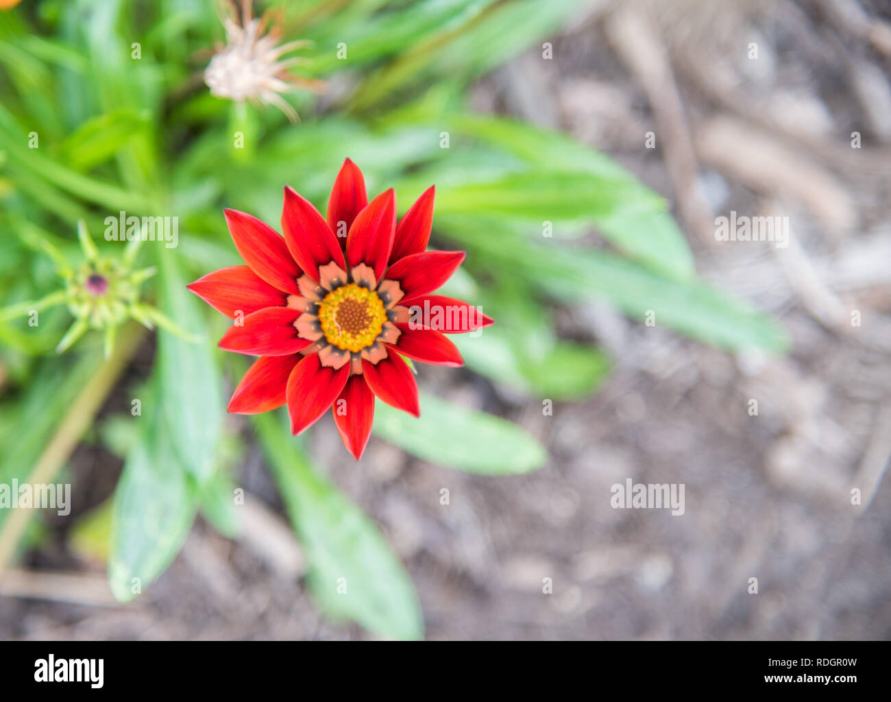 Tanzania Flower High Resolution Stock Photography and Images - Alamy