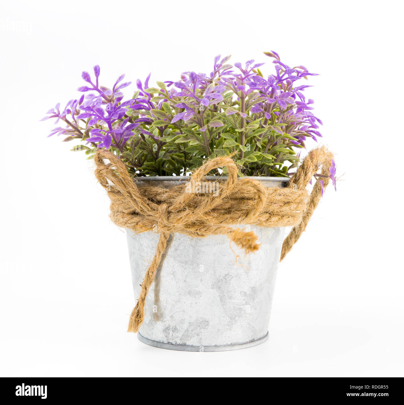 Purple flower in Silver metal bucket isolated on white Stock Photo - Alamy