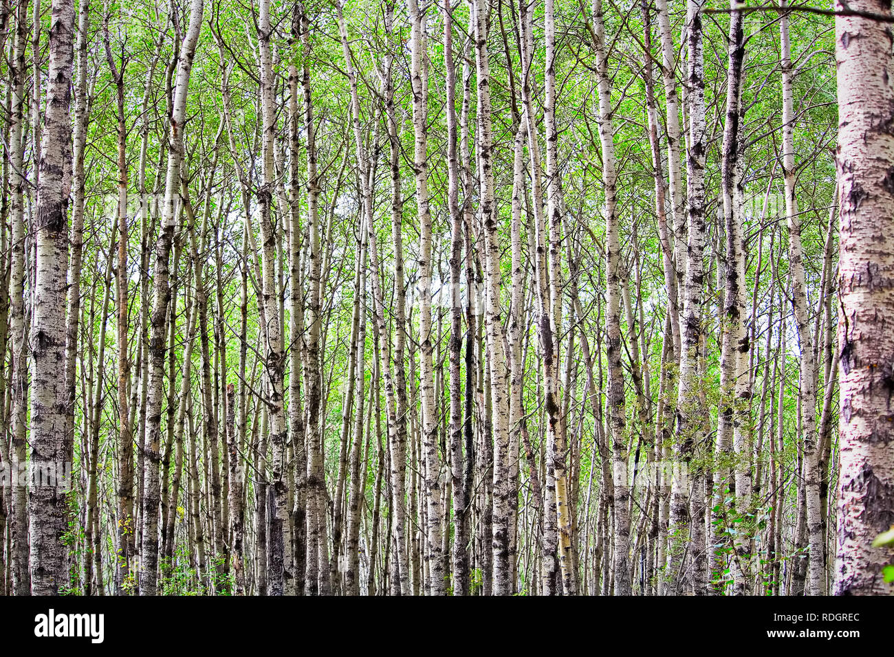 A view of endless poplar trees in spring Stock Photo - Alamy