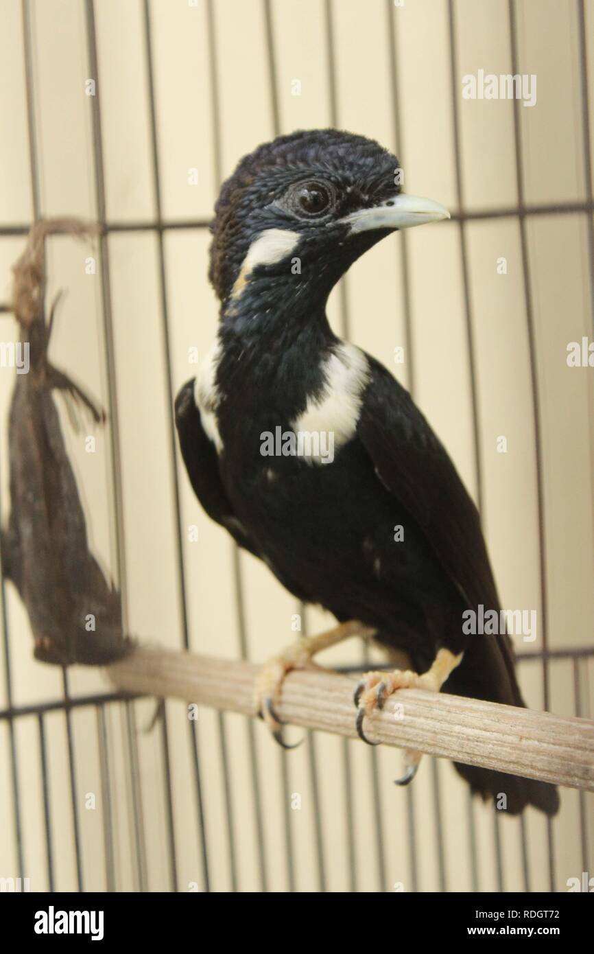 The king of sulawesi perling birds hi-res stock photography and images ...
