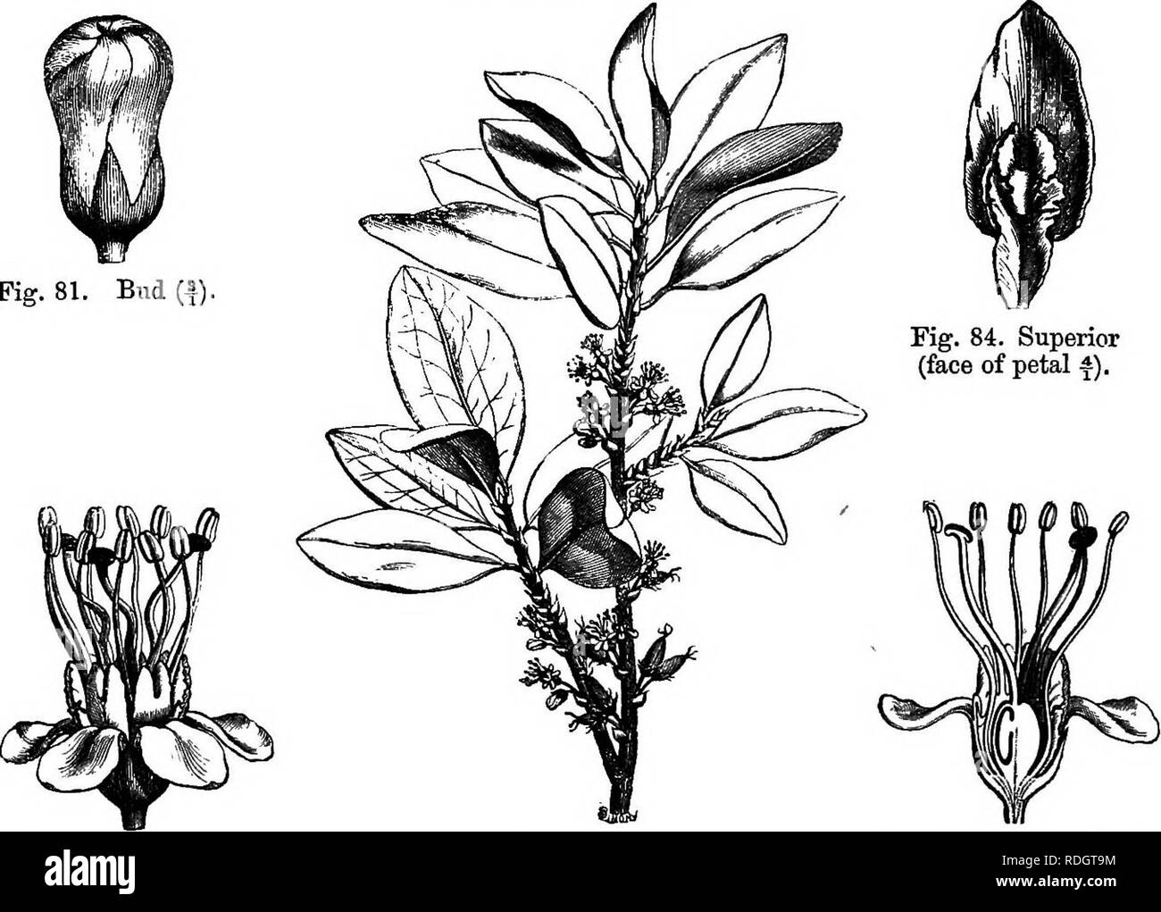Two mowers Cut Out Stock Images & Pictures - Alamy