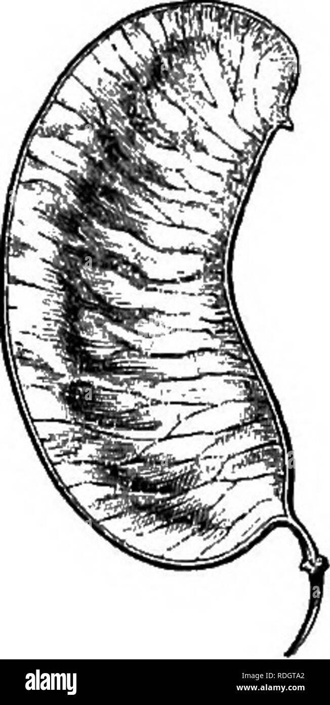 Leaflet valves hi-res stock photography and images - Alamy