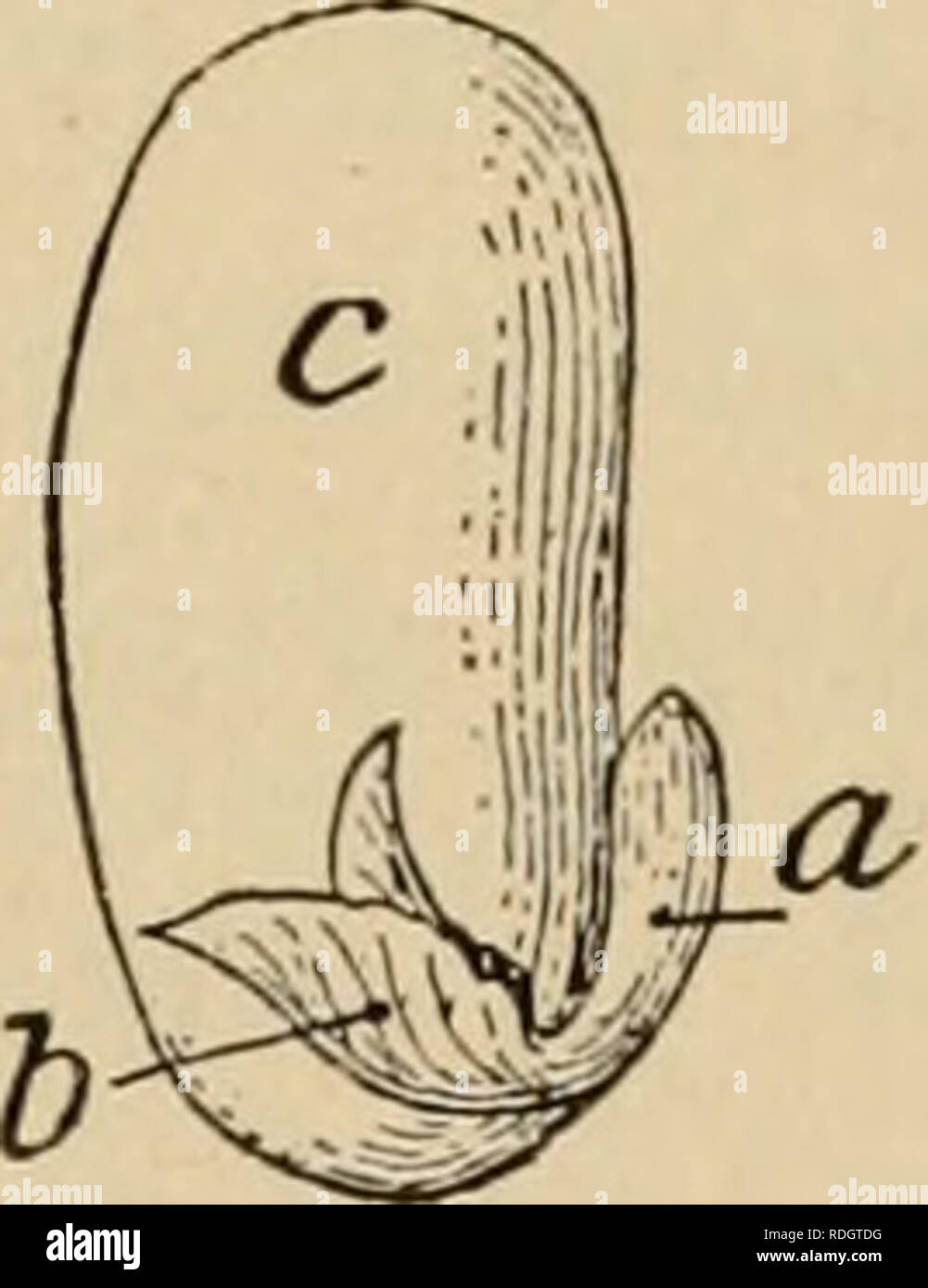 Seed contains an embryo hi-res stock photography and images - Alamy