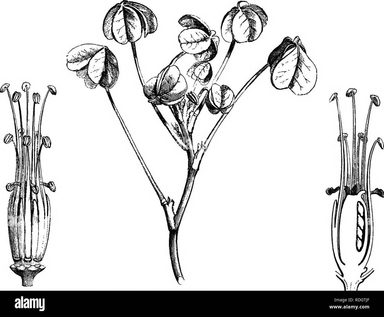 Exstipulate hi-res stock photography and images - Alamy