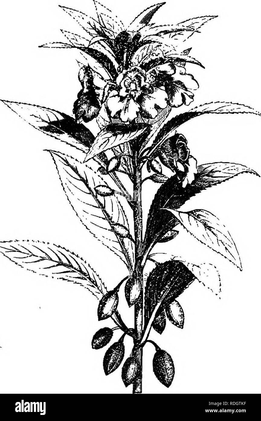 Petaloid base hi-res stock photography and images - Alamy