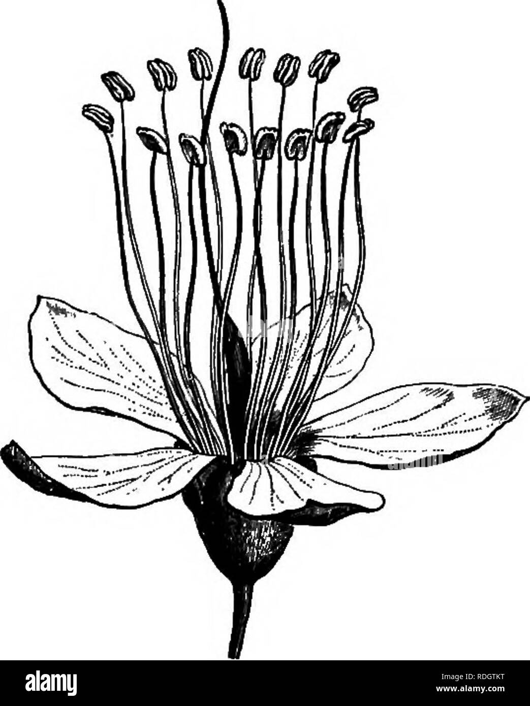 Involute petals Black and White Stock Photos & Images - Alamy