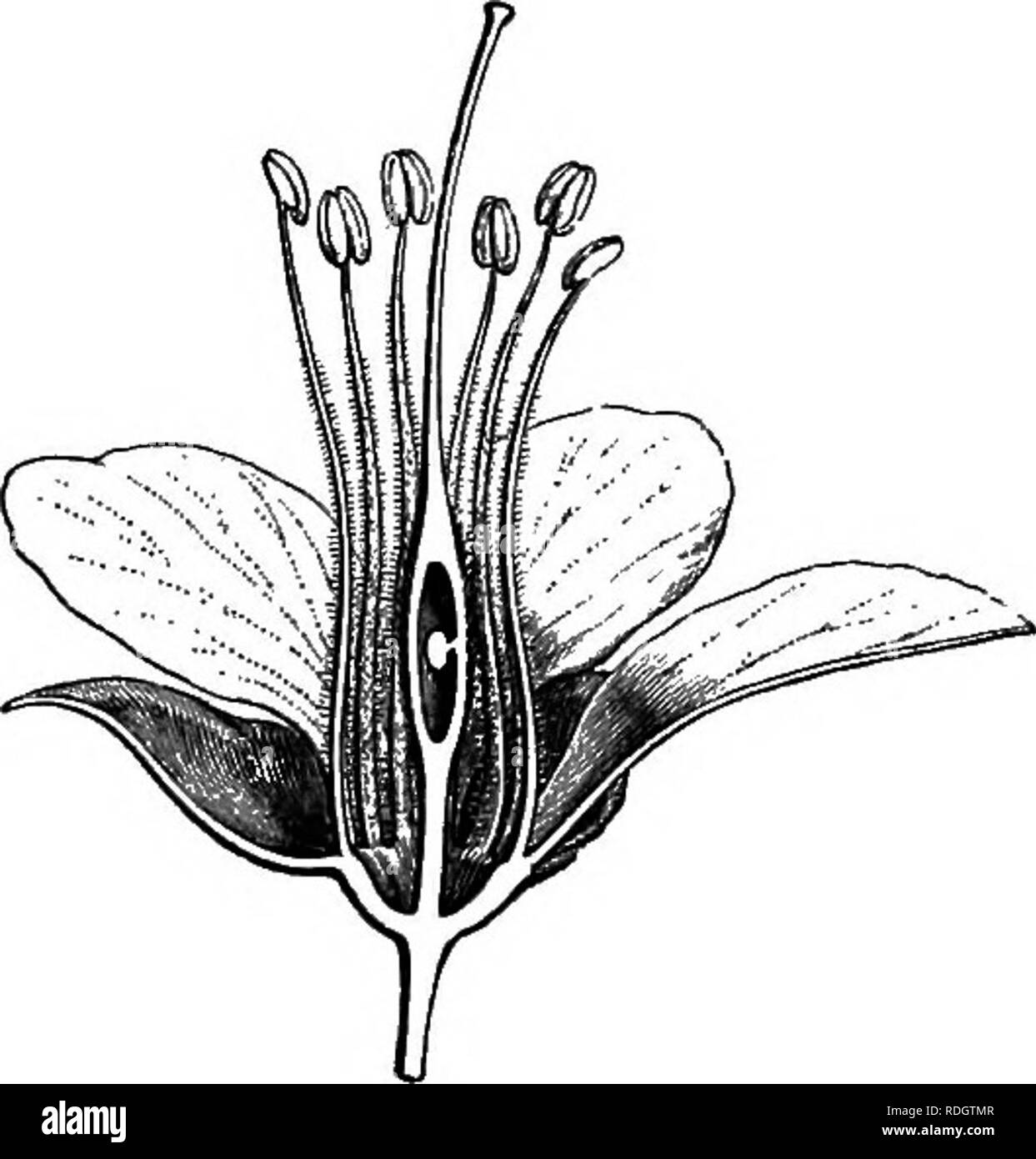 . The natural history of plants. Botany. Fia. 50. Flower (f). Fia. 51 ...