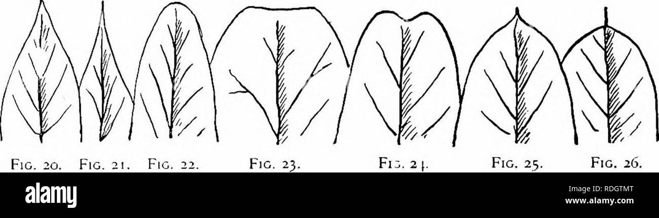 . Our native trees and how to identify them; a popular study of their ...