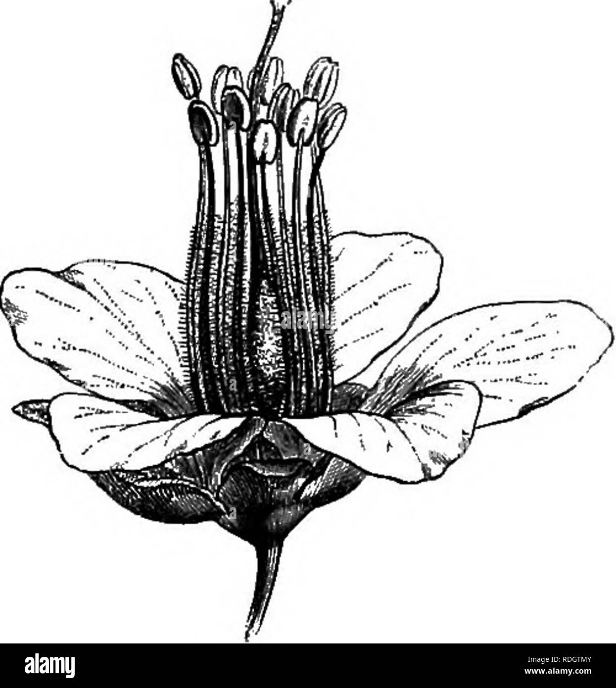 Poinciana flower Black and White Stock Photos & Images - Alamy