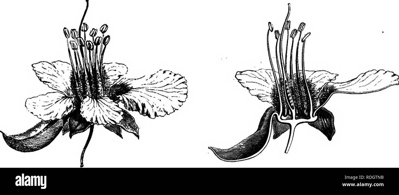 . The natural history of plants. Botany. LEGUMIN0SJE-GJE8ALPINIEJE. 7'S ...
