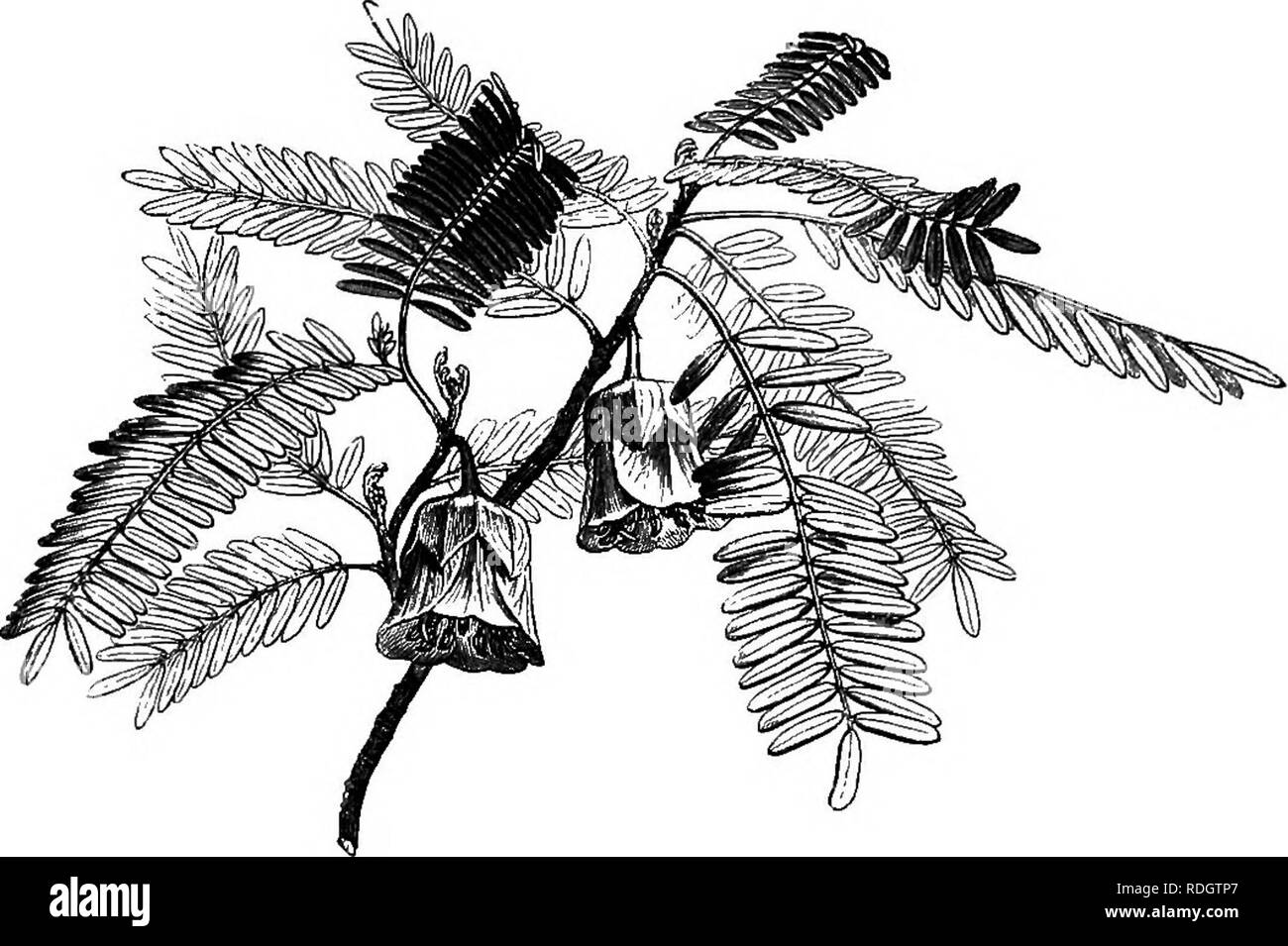 . The natural history of plants. Botany. SUB-ORDER C^SALPINIE^. I ...